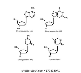 Dna Building Block Structures Deoxynucleosides Skeletal Stock ...