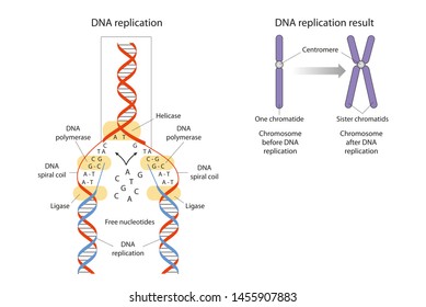 679 Dna Duplication Images, Stock Photos & Vectors | Shutterstock