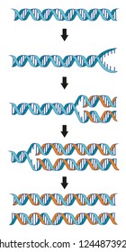 Dna Replication Producing Two Identical Dna Stock Illustration ...