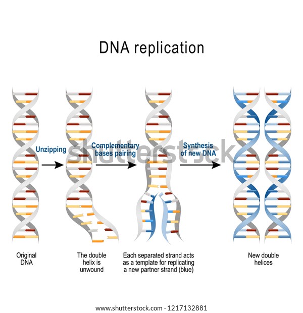 Dna Replication Steps Double Helix Unwound Stock Illustration 1217132881