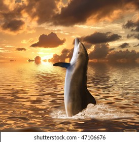 Dolphin Floating Ocean Stock Illustration 47106676 | Shutterstock