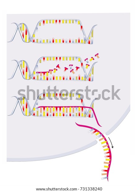 Double Stranded Dna Copied Into Single Stock Illustration 731338240 ...
