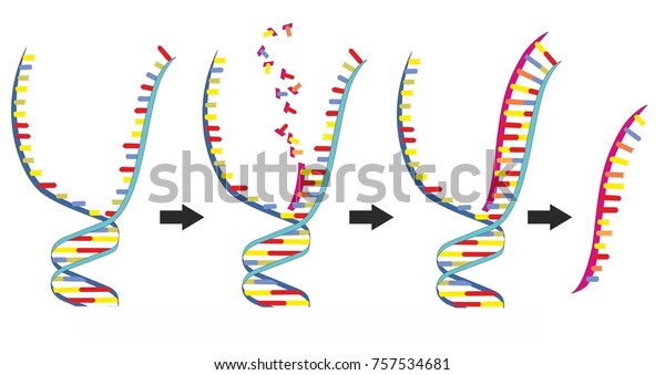 Double Stranded Dna Copied Into Single Stock Illustration 757534681
