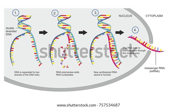 Double Stranded Dna Copied Into Single Stock Illustration 757534687