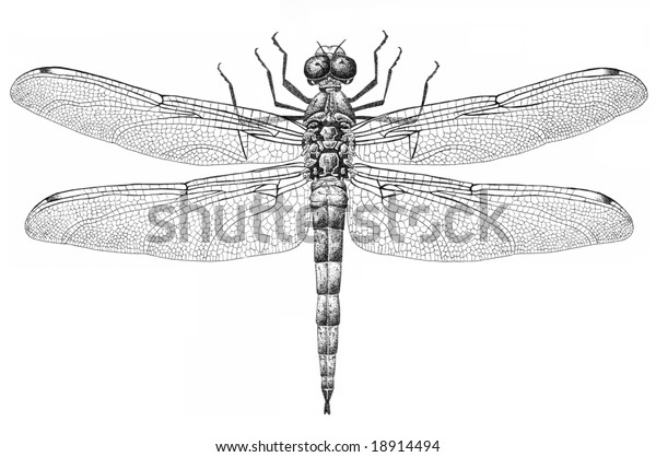 Libellula Comanche: Stockillustration 18914494 | Shutterstock