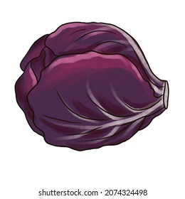 Drawing Head Red Cabbage Isolated White Stock Illustration 2074324498 ...