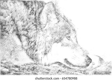 7,472 Wolf that lies Images, Stock Photos & Vectors | Shutterstock