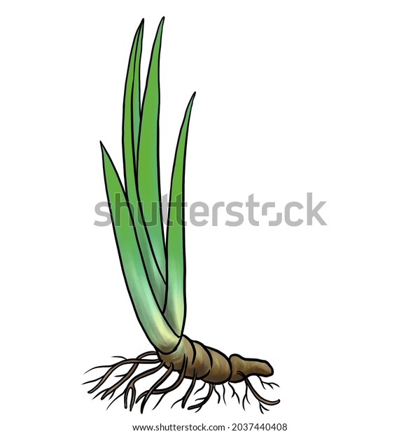 Drawing Orris Root Isolated White Background Stock Illustration ...