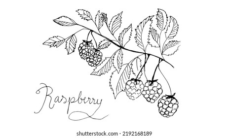 Drawing Raspberry Leaves Fruit Stock Illustration 2192168189 | Shutterstock