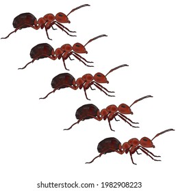 Drawings Five Ants Lining Stock Illustration 1982908223 | Shutterstock