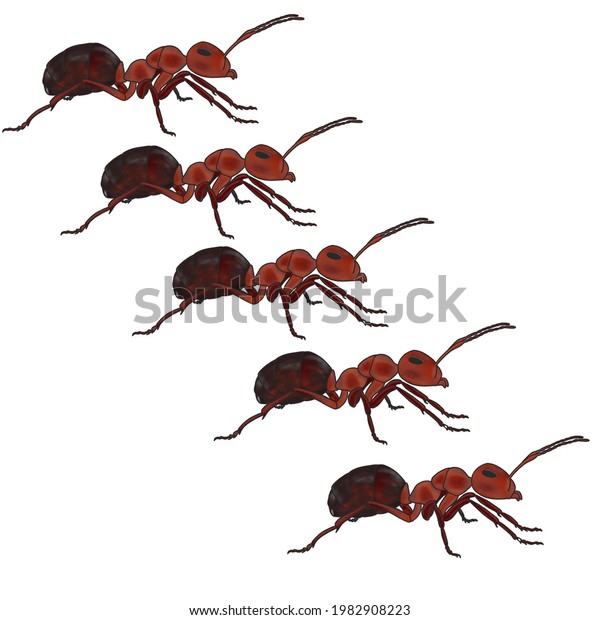 Drawings Five Ants Lining Stock Illustration 1982908223 | Shutterstock
