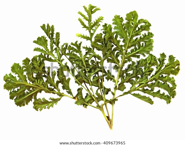 Dry Leaf Drawing Dried Branch Isolated Stock Illustration 409673965