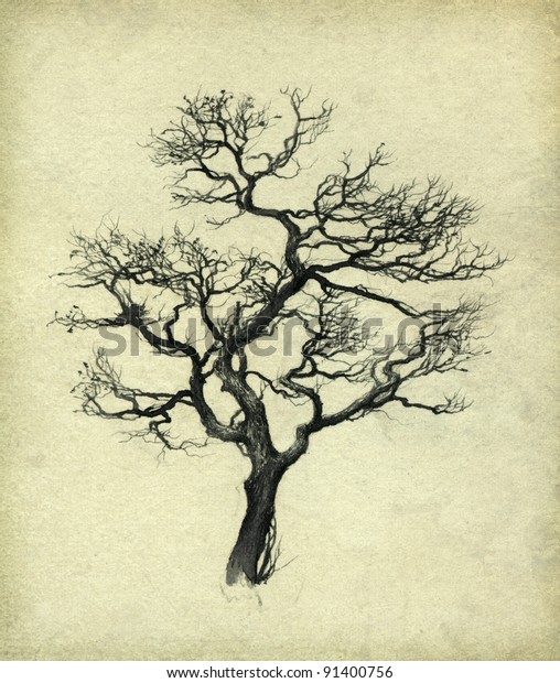 Dry Tree Stock Illustration 91400756 | Shutterstock