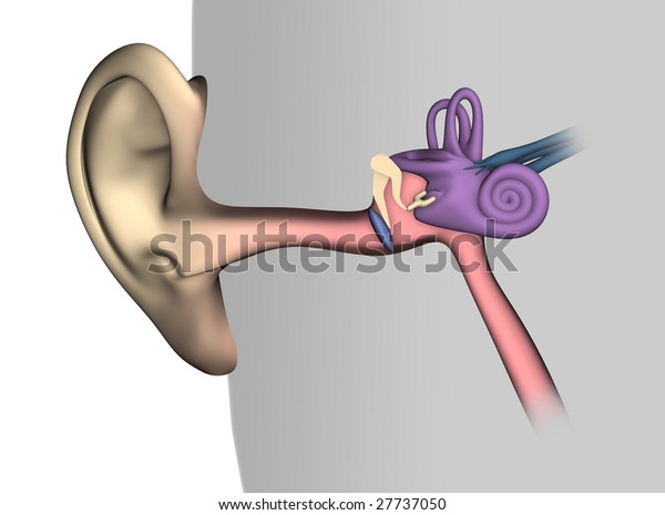 Ear Anatomy Stock Illustration 27737050 | Shutterstock
