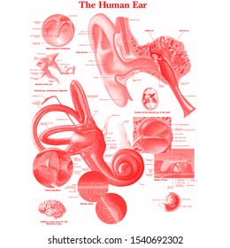 Ear Anatomy Frontal Section Through Right Stock Illustration 1540692959 ...