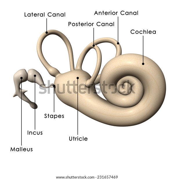 Eardrum Stock Illustration 231657469