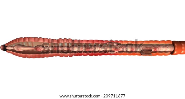 Earthworm Anatomy Stock Illustration 209711677 | Shutterstock