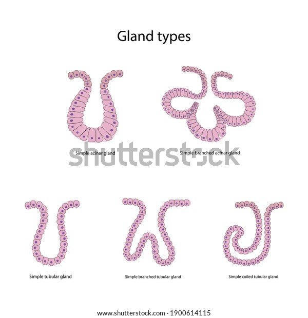Education Chart Anatomy Classification Glands Simple Stock Illustration ...