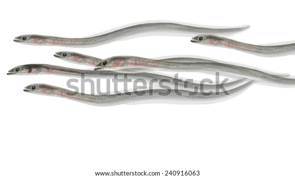 Eel Elvers Stock Illustration 240916063 | Shutterstock
