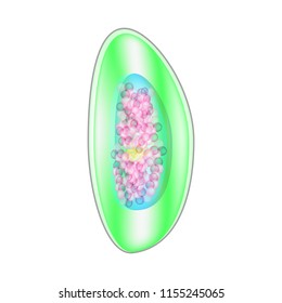 Egg Pinworm Structure Egg Pinworm Infographics Stock Illustration ...