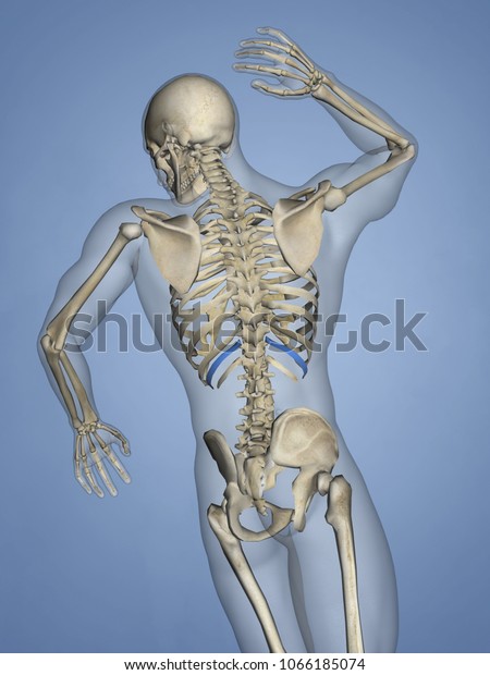 Eleventh Rib Rib Cage 3d Model Stock Illustration 1066185074 | Shutterstock