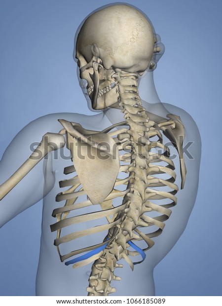 Eleventh Rib Rib Cage 3d Model Stock Illustration 1066185089 | Shutterstock