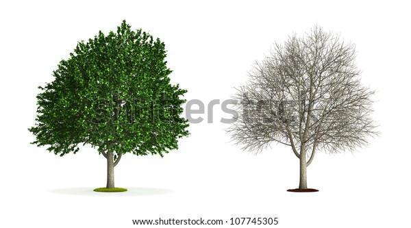 Elm Tree High Resolution Image Isolated Stock Illustration 107745305