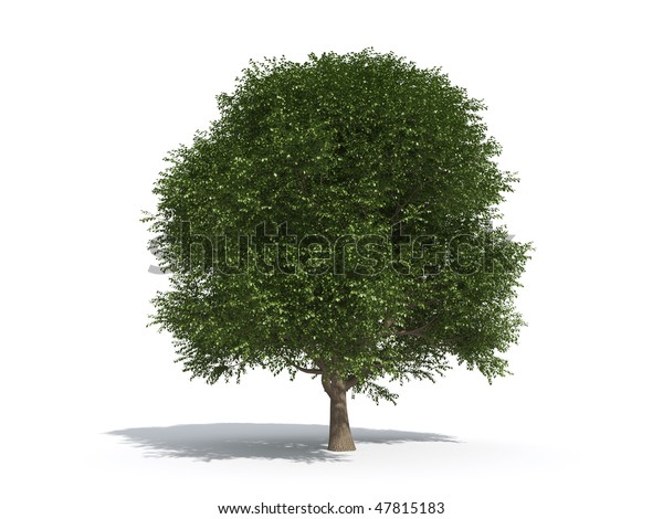 Elm Tree Isolated On White Background Stock Illustration 47815183 ...