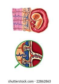 Embryo Placenta Stock Illustration 22862863 | Shutterstock