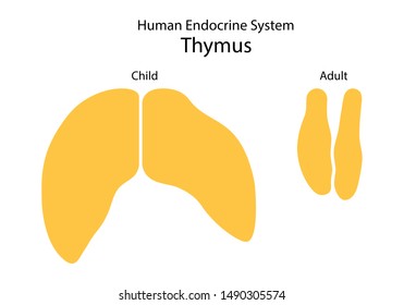 Endocrine System Human Thymus Comparative Sizes: ilustrações stock ...