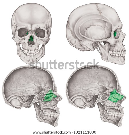Ethmoid Bone Cranium Bones Head Skull Stockillustration 1021111000 ...
