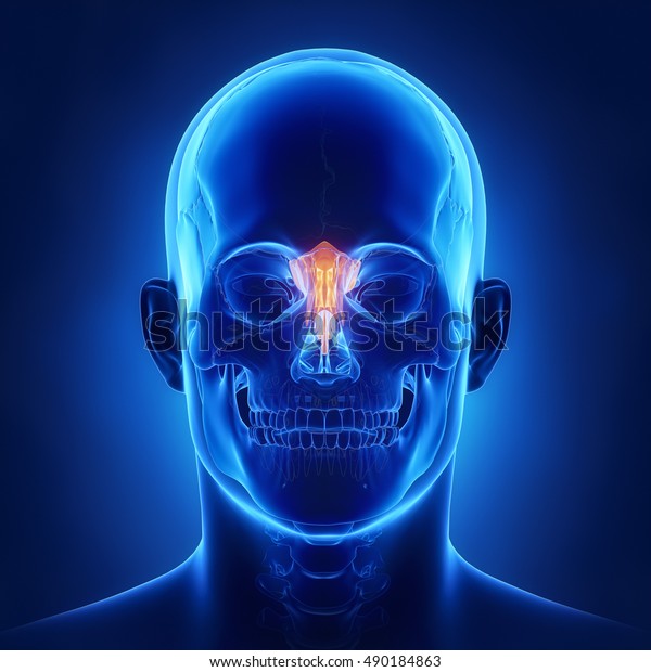 Ethmoid Bone Os Ethmoidale Stock Illustration 490184863