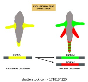 Evolution By Gene Duplication Process Stock Illustration 1718184220 ...