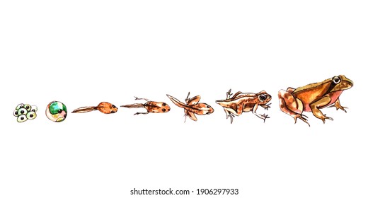 837 Evolution a frog Images, Stock Photos & Vectors | Shutterstock