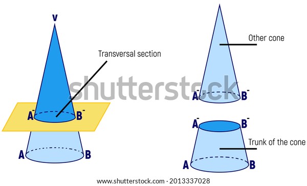 Exemplification Transverse Section Trunk Cone Stock Illustration ...