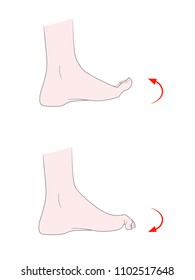 Exercise Flexibility Joints Toes Bare Foot: Vector có sẵn (miễn phí bản ...
