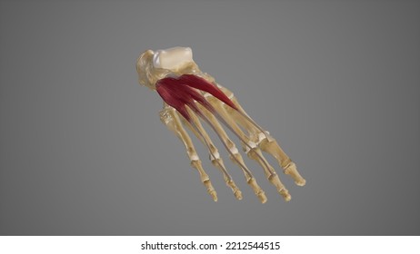 Extensor Muscles Foot3d Rendering Stock Illustration 2212544515 ...