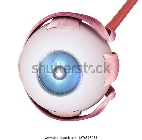 Eye Anatomy Inner Structure 3d Illustration Stock Illustration ...