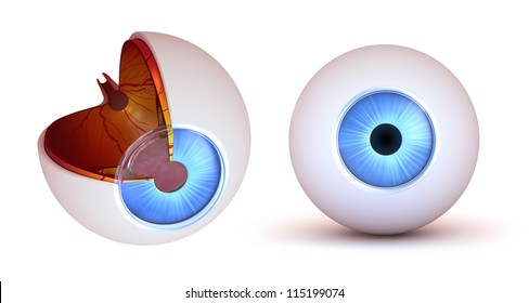 19,529 Human eye front view Images, Stock Photos & Vectors | Shutterstock