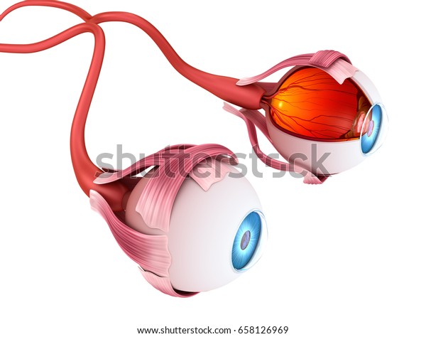 Eye Anatomy Inner Structure Medically Accurate Stock Illustration 658126969
