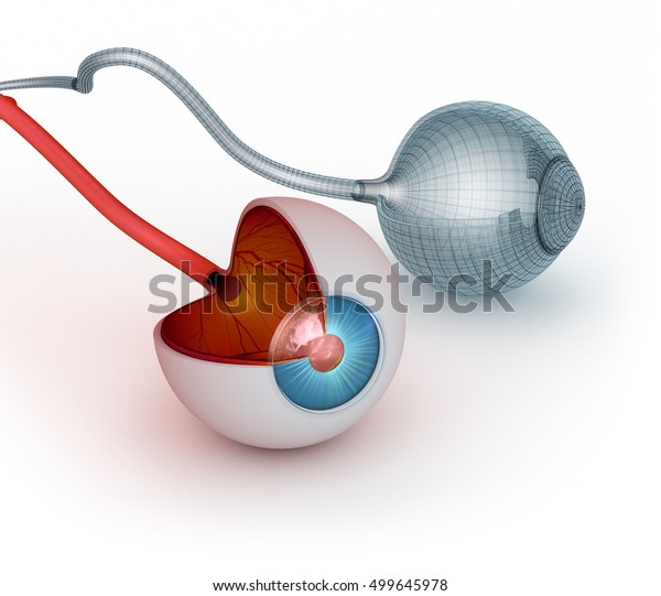 Eye Anatomy Inner Structure Wire 3d Stock Illustration 499645978
