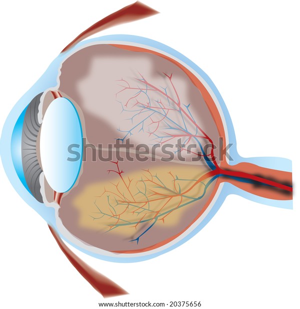 Eye Illustration Cross Section View Good Stock Illustration 20375656 ...