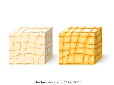 Fat Tissue Cross Section Human Adipose Stock Vector (Royalty Free ...