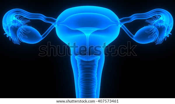 Female Reproductive System 3d Stock Illustration 407573461