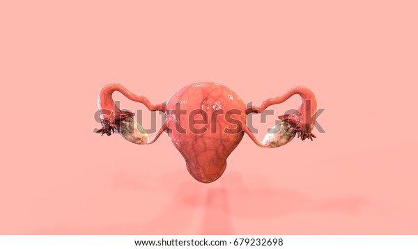 Female Reproductive System 3d Render Stock Illustration 679232698