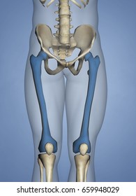 Femur 3d Model 스톡 일러스트 659948029 | Shutterstock