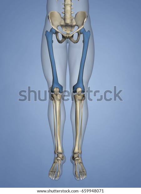 Femur 3d Model Stock Illustration 659948071 | Shutterstock