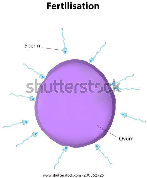 Fertilisation Labeled Diagram Stock Illustration 200562725 | Shutterstock