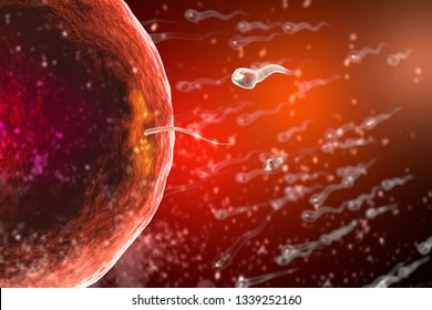 1,706 Human embryogenesis Images, Stock Photos & Vectors | Shutterstock