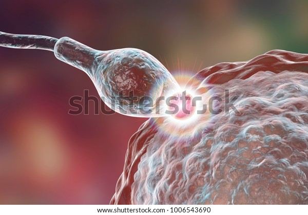 Fertilization Human Egg Cell By Sperm Stock Illustration 1006543690